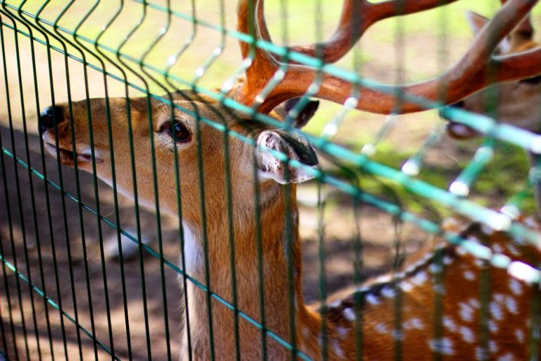 Deer Fences | Best Fence